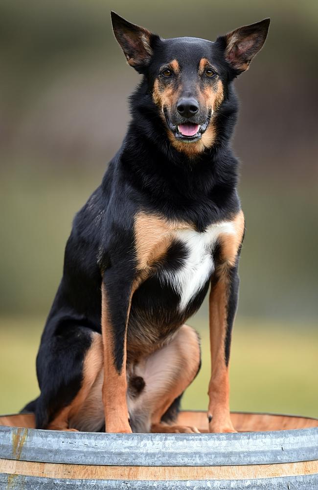 31 Dec 2014 Herald Weekly Times » Gourmet Pawprints